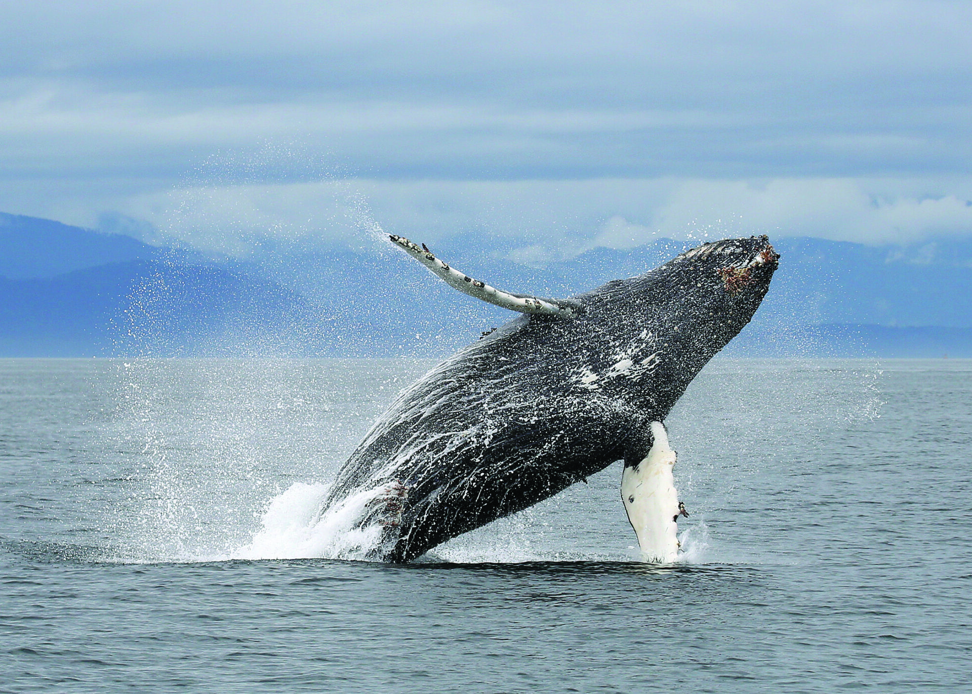 PY-Spy Challenge - Pacific Yachting