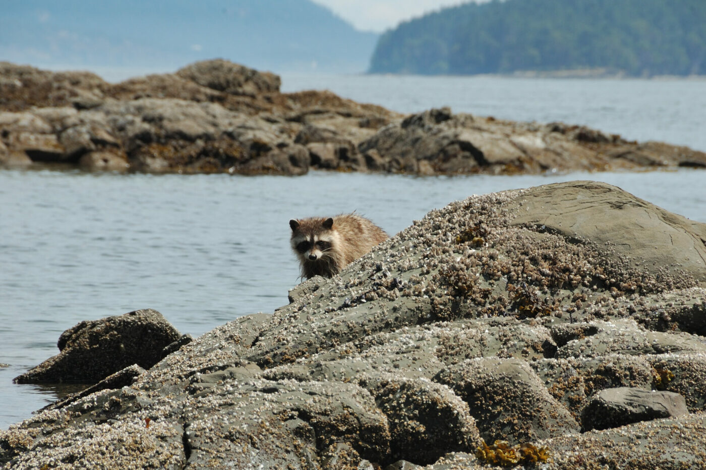 Portland Island - Pacific Yachting