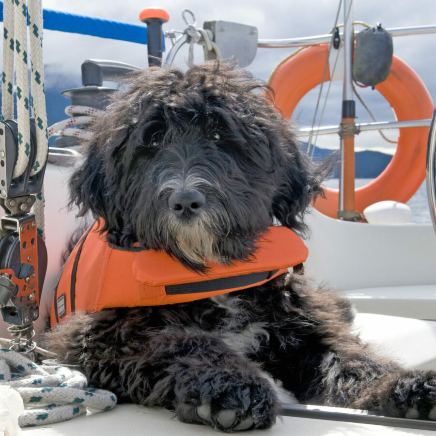 Taiwan Trawlers - Pacific Yachting